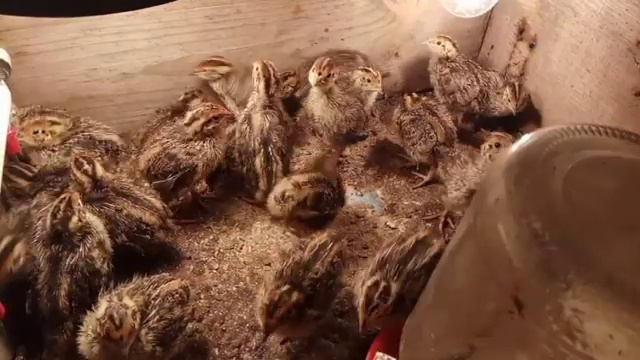 Перепелки от вылупления до взросления