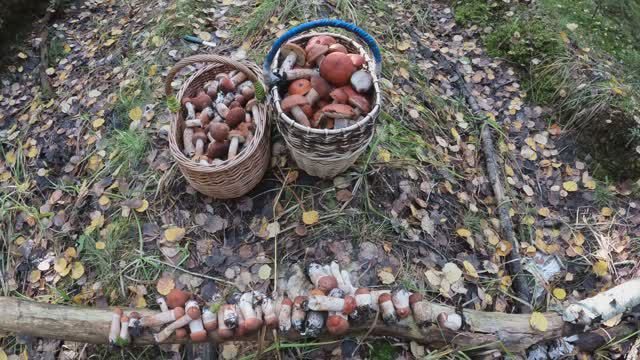 Лес Грибы Красные 2023 10 06