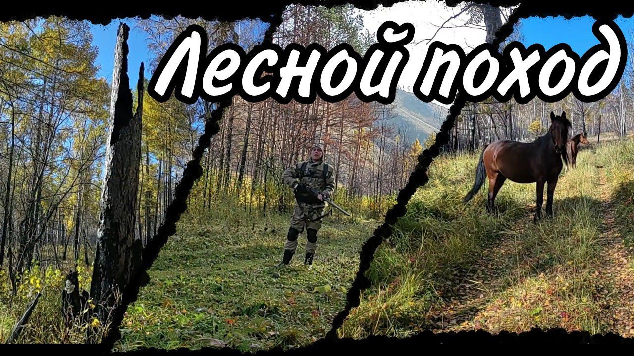 Лесной поход с ружьём ,встретил стадо коней