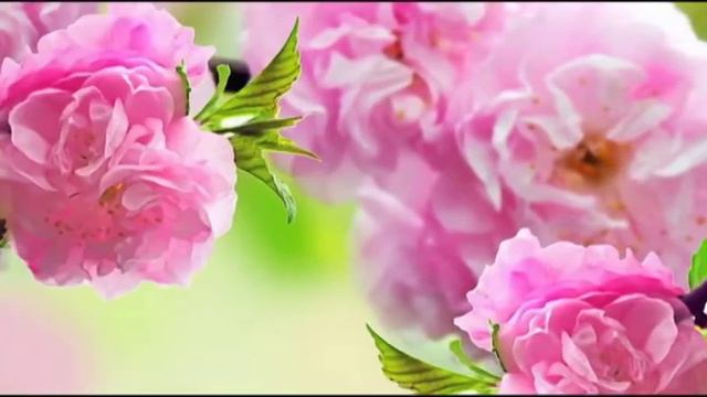 Y2mate.mx-Бесшовный фон розы.