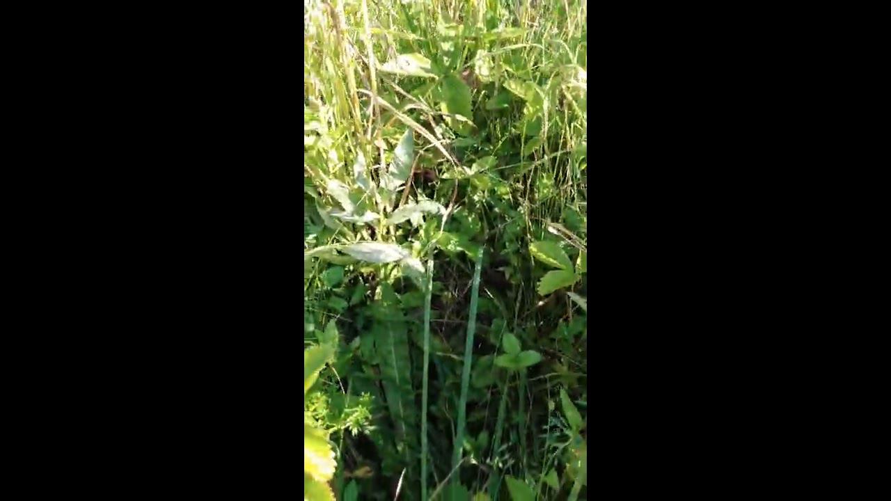 Заготовка веников