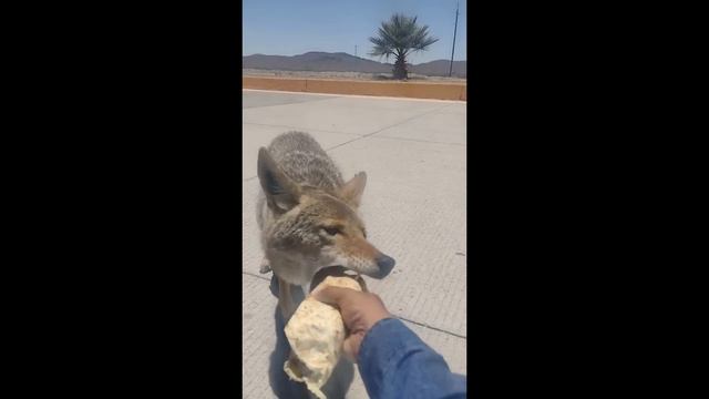 UNUSUAL MEMES COMPILATION V275