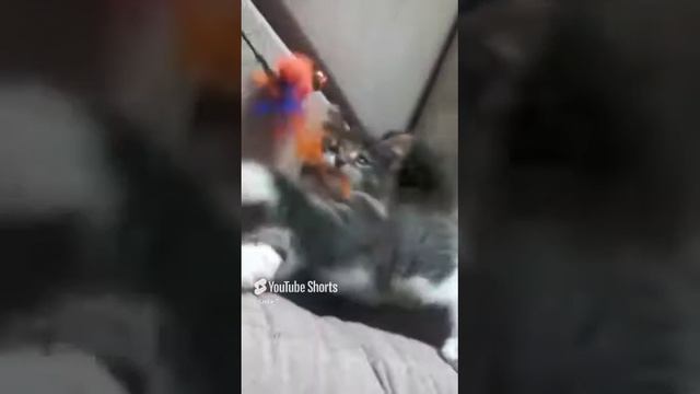 Who's playing_ Mom with a cat!