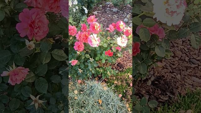 роза ИЗИ ДАЗ ИТ