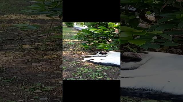 ❗Котики Турции 🐈 #shorts #short #shortsvideo #shortvideo #cat #cats  #love  #котики