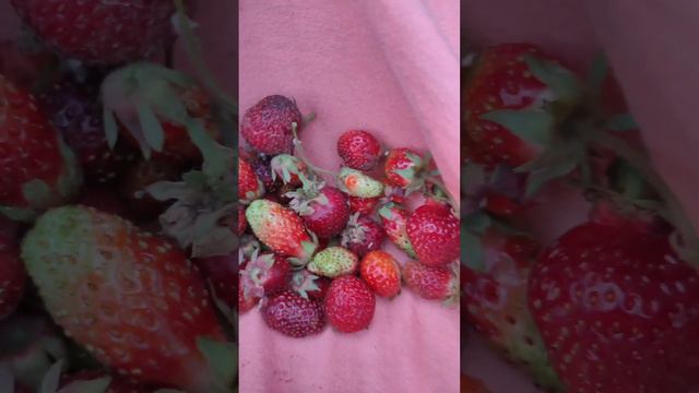 Сочные краски лета ｜ Свежая виктория 🍓 ｜ Лето 2023