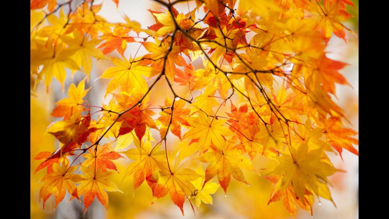 Jesień.Marek Michał Grechuta (Ocalić od zapomnienia)