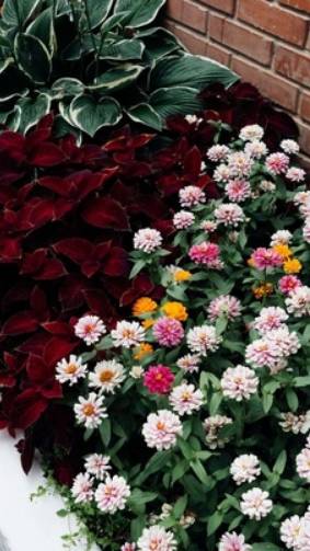 Наш Томский дворик сентябрь 2024 г.