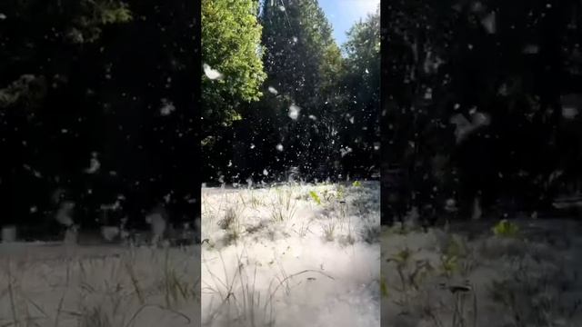 Тополиный пух