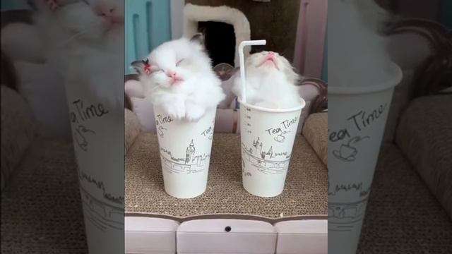 кото-коктельчики