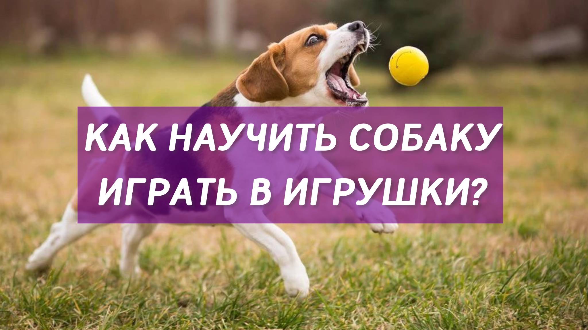 Как научить собаку играть с игрушками?