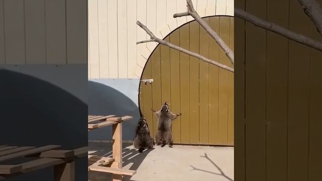 Еноты рвутся на склад