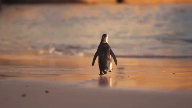 Пингвин, иду к морю