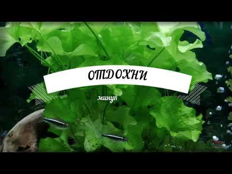 Отдохни минуточку