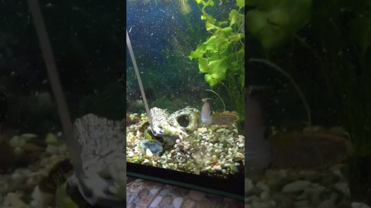 схватки цихлиды