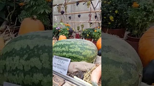 Выставка в Аптекарском огороде в Москве