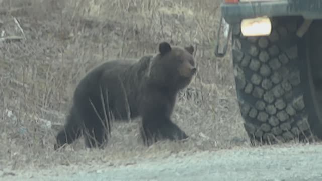 Мишка на Севере