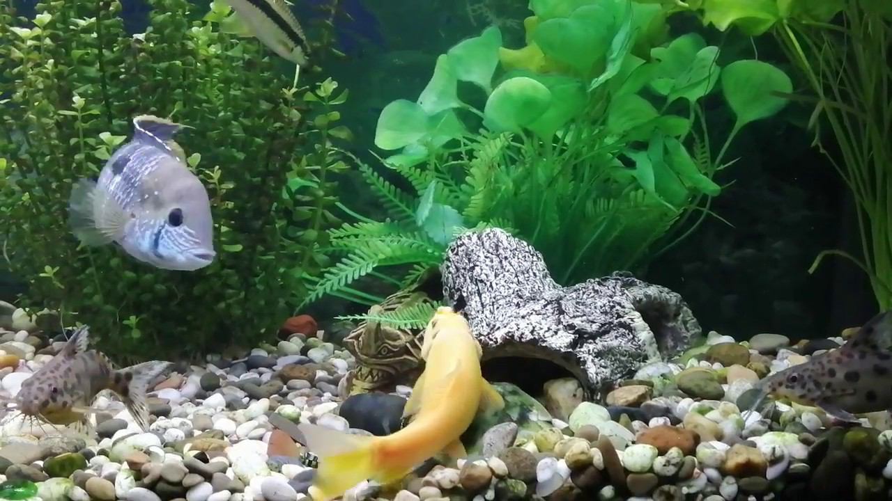Нежный разговор сома с цихлидой