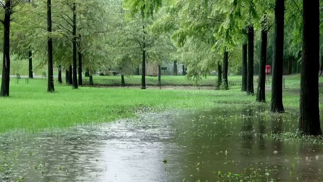 Звуки дождя в лесу - Лучший сонный Белый шум, Засыпай (2 часа)