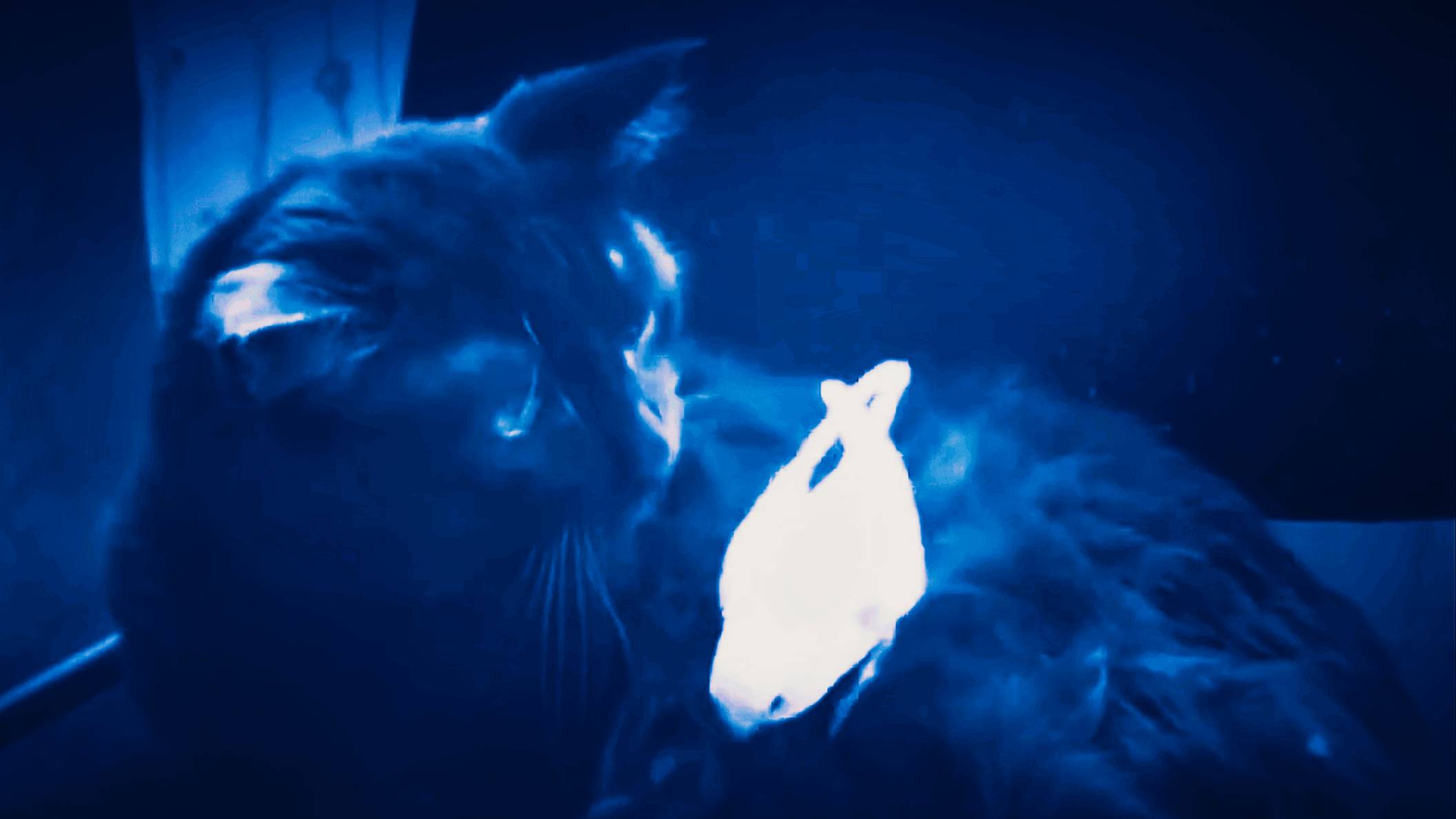 Когда Морозко попугай бегает по коту Джею!!!