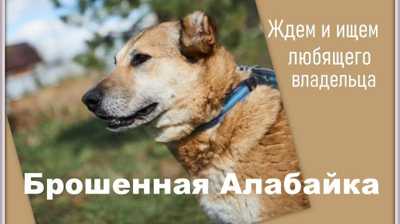 Брошенная Алабайка! Нужен дом или репост!