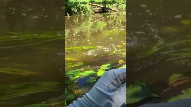 Карась клюнул на микровоблер 👆