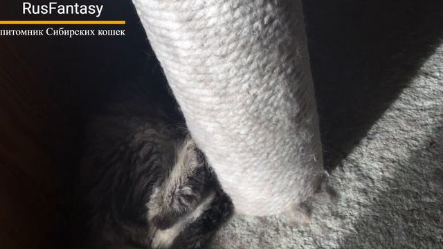 Жак и Женевьева. Сибирские котята