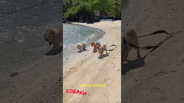 Собаки на отдыхе Таиланд сегодня.