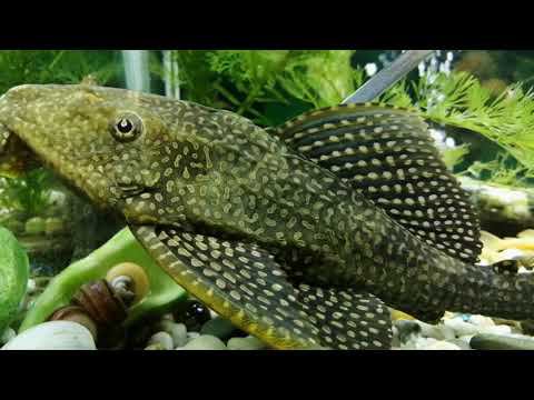 Сом с огурцом