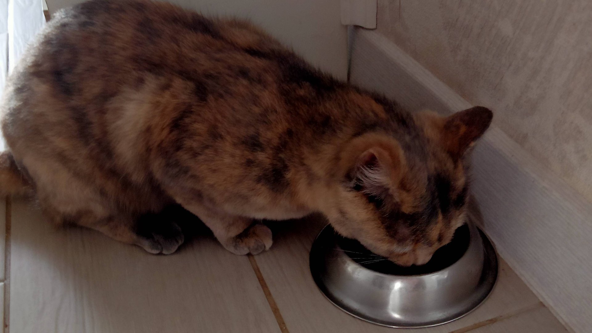 Приют для кошек