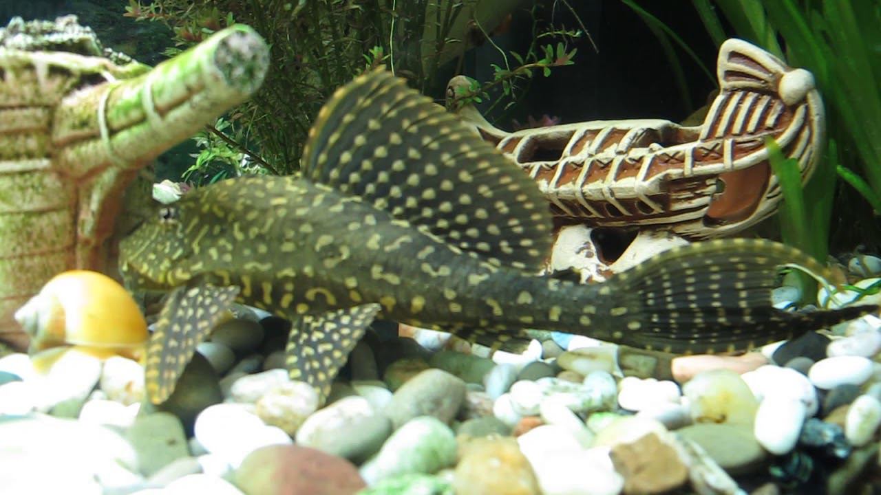 Аквариуму 7 месяцев продолжение