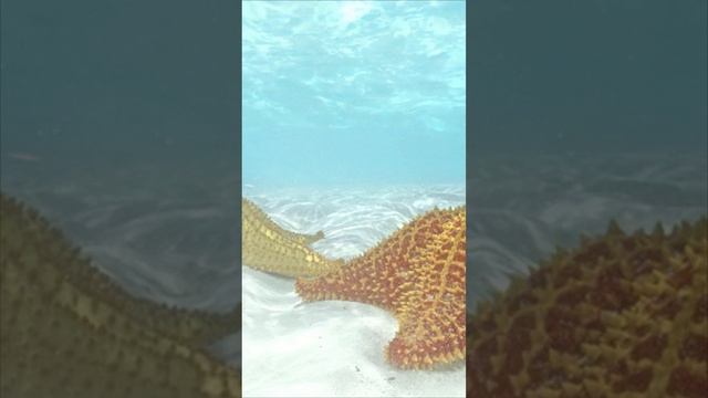 Умиротворяющий шум моря и звуки прибоя. Релакс