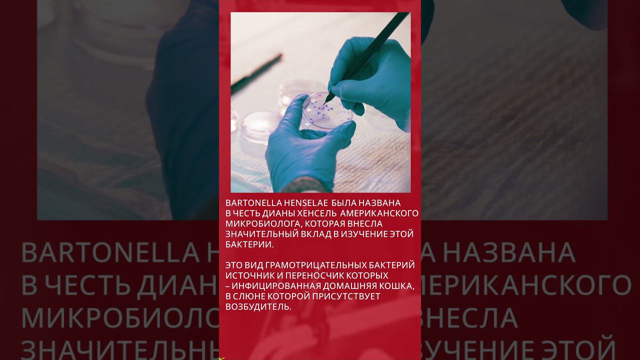 Болезнь кошачьих царапин