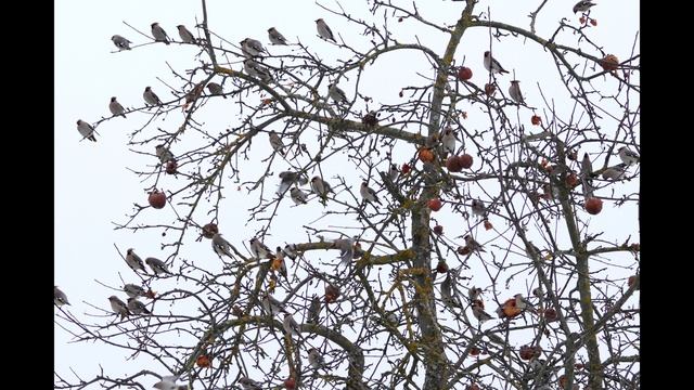Пение свиристелей