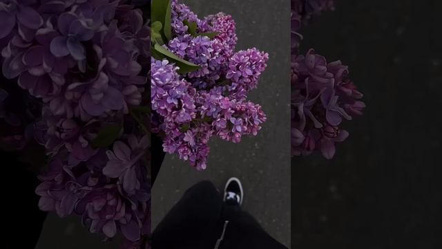 Свежая сирень