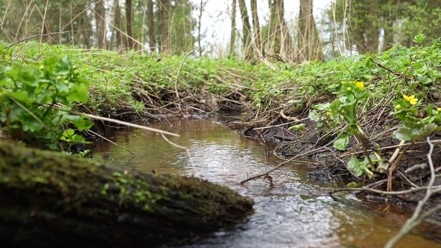 Шум весеннего ручья