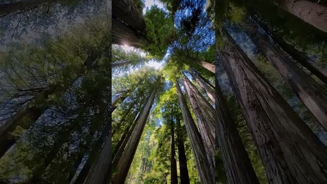 Кроны деревьев