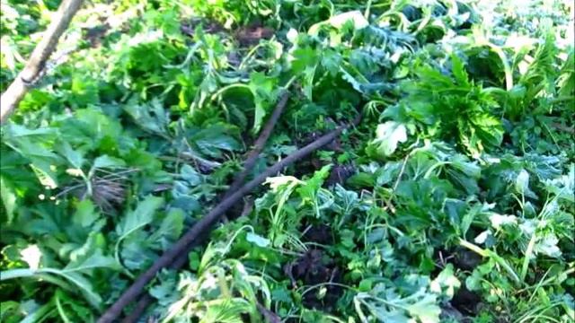 Выйду за околицу,покопаю