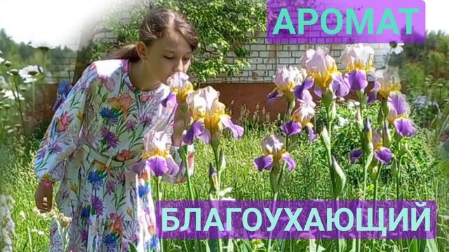 ИРИС. РАСПЛЕСКАЛСЯ БЛАГОУХАЮЩИЙ АРОМАТ САМОГО НЕЖНОГО ЦВЕТКА по всему саду.ИРИС.