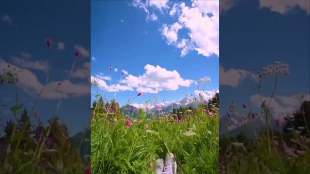 Цветы на природе