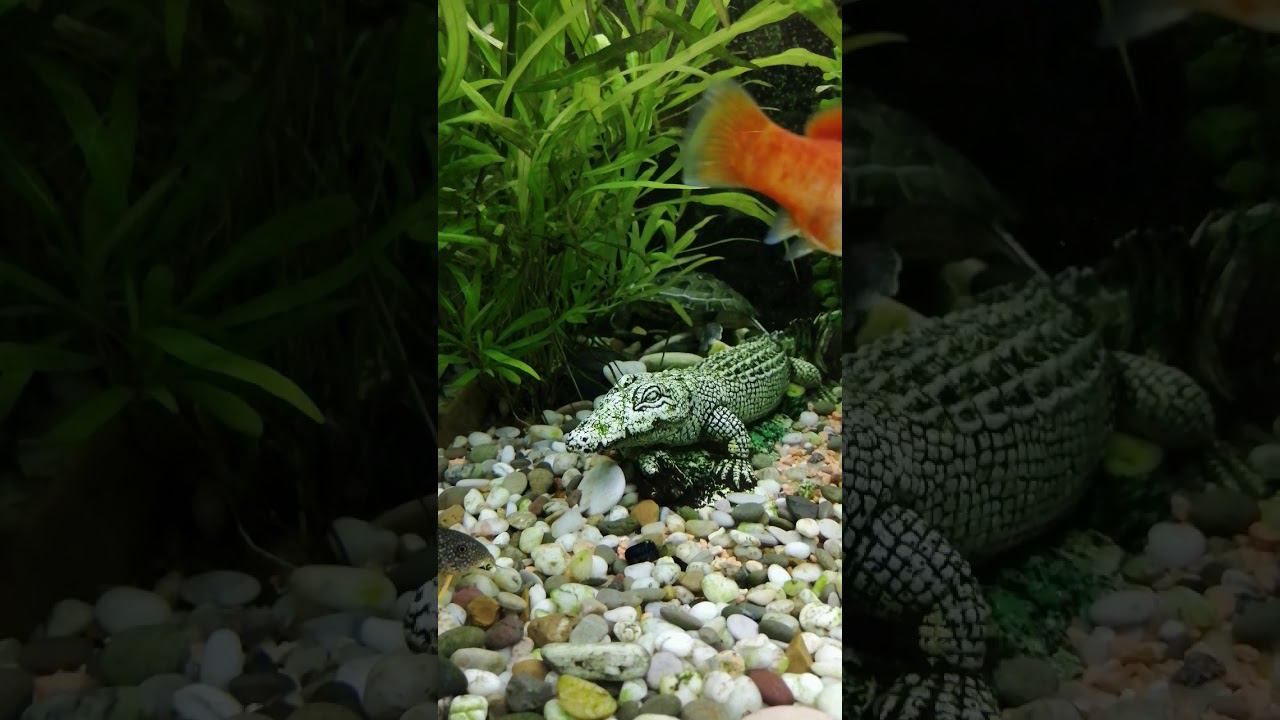 Красноухая черепаха в большом аквариуме