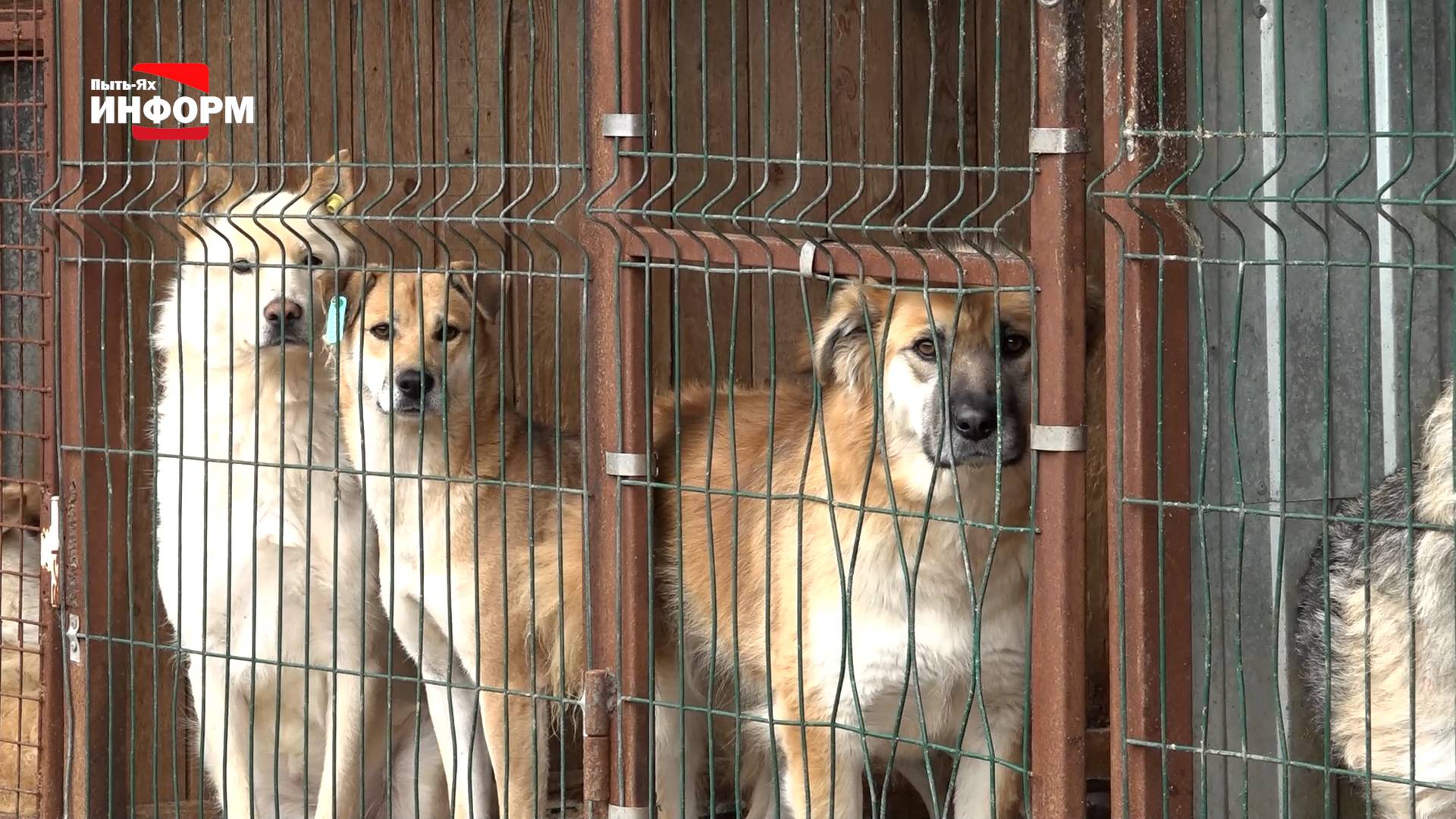 Роспуск безнадзорных собак из приюта «Шанс» отменяется