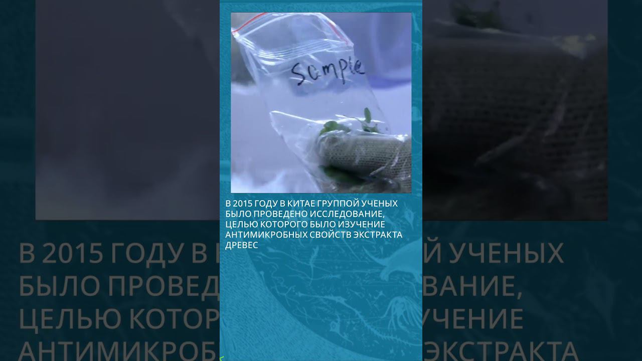 Клинические наблюдения при лечении ран древесным дымом (фумигация ран)