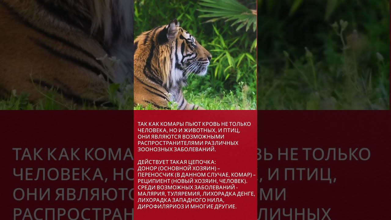 Чем опасен укус комара?