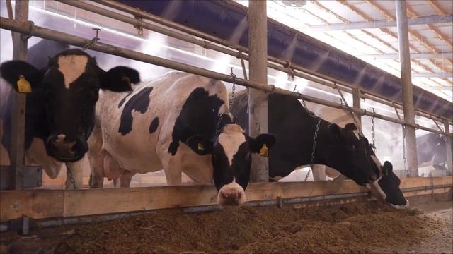 Обзор климатической системы в коровнике от Континентал