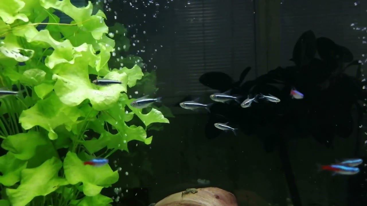 НЕОНЫ- серебро аквариума