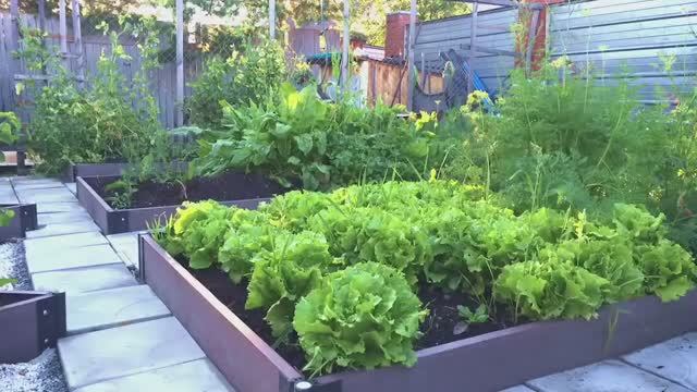 Пример использования грядок из ДПК в передаче «Фазенда»