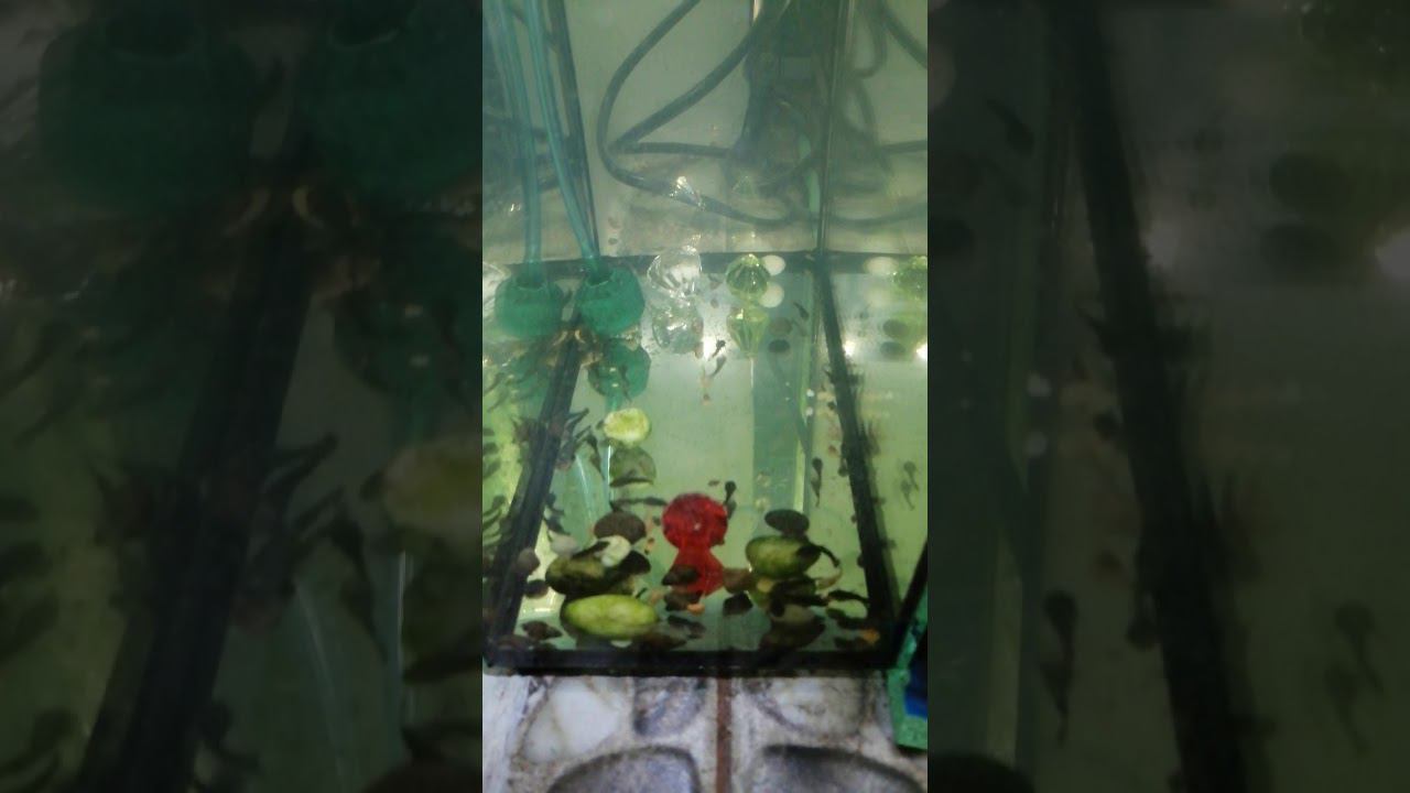 Мальки анциструсов