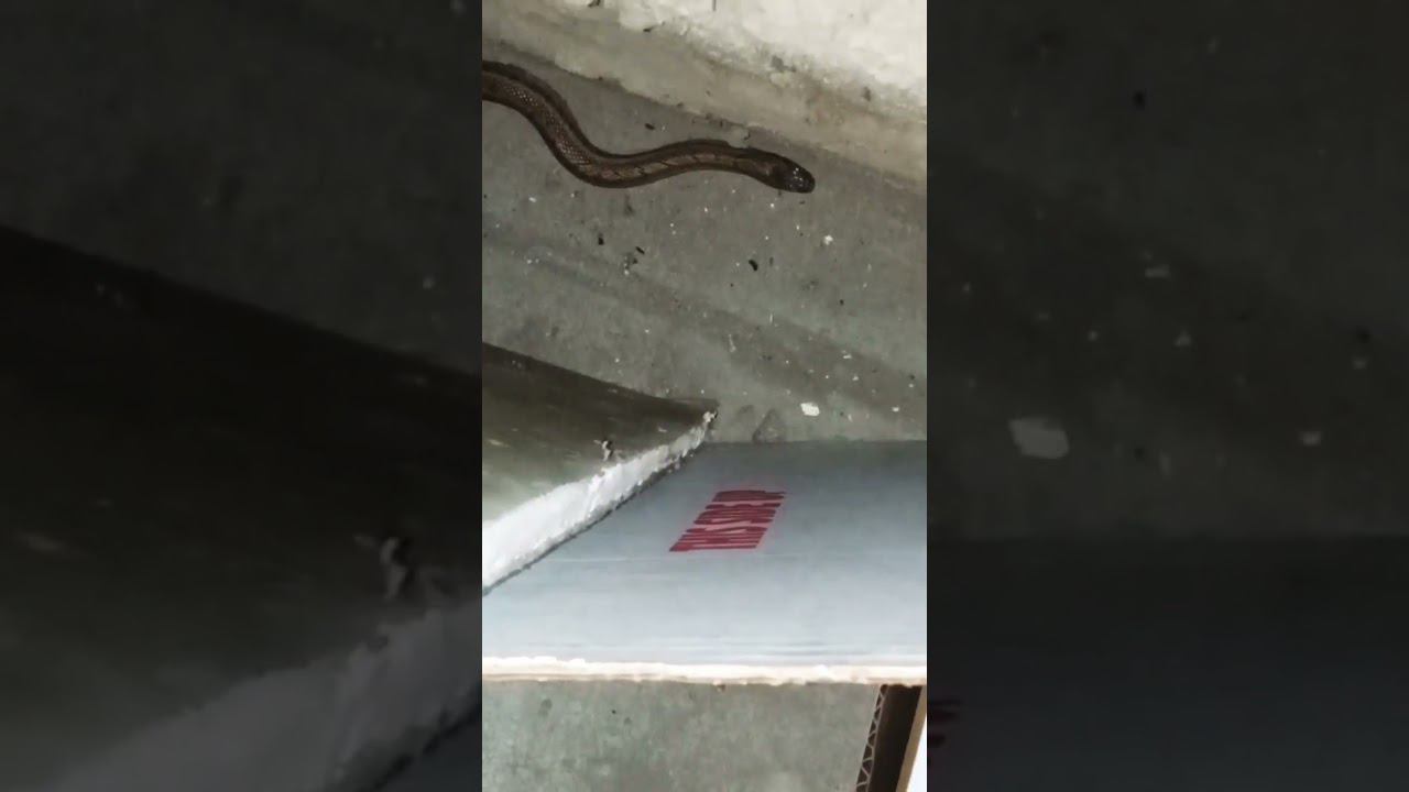 Незваный гость.