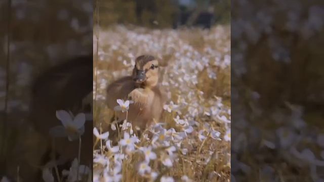 Утенок в цветочках